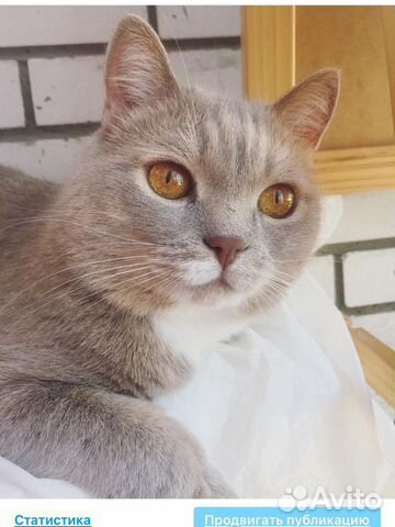 Отдам кота в добрые руки
