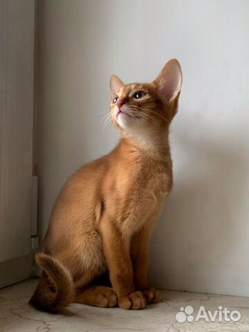 Абиссинский Котенок Мальчик Соррель