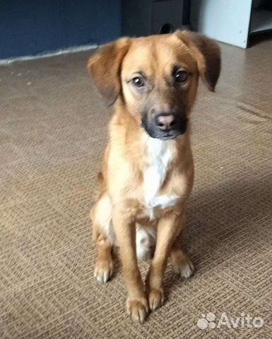 Маленькая собака