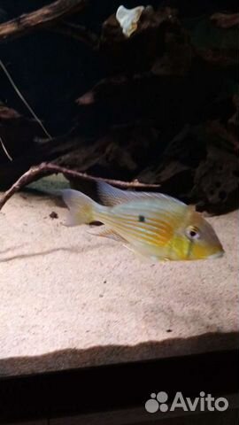 Геофагусы. Geophagus