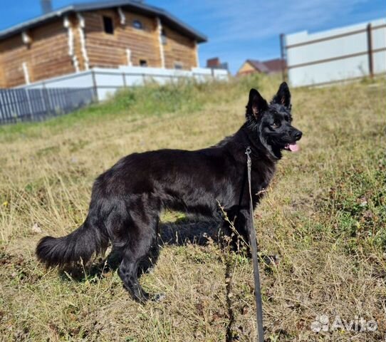 Собаки бесплатно