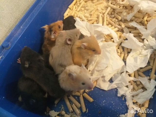 Сирийский хомяк 10 р