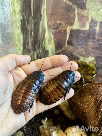 Мадагаскарский шипящий таракан