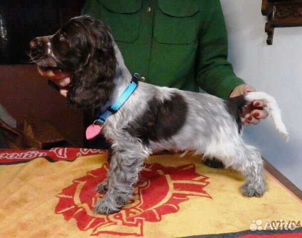 Английский кокер спаниель.Редких окрасов РКФ