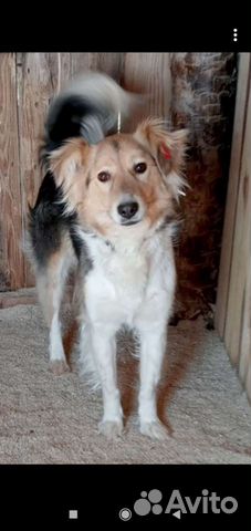 Собака в добрые руки