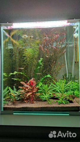 Ротала индика