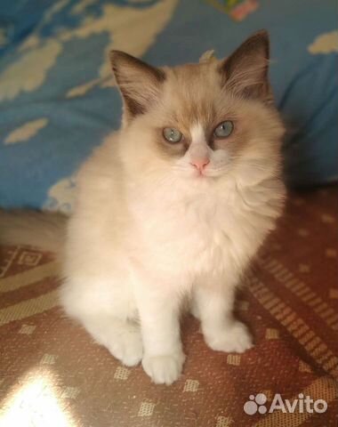 Котёнок породы Ragdoll