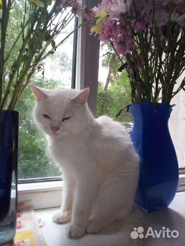 Кошка в дар