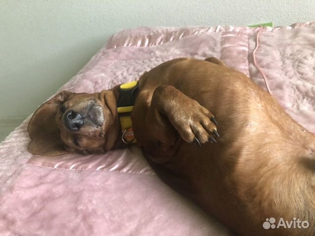 Такса в добрые руки