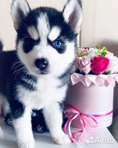 Щенок сибирской хаски девочка