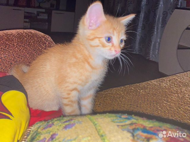 Котик