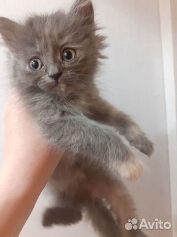 Кошечка сибирячка