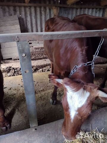 Тёлки откормленные