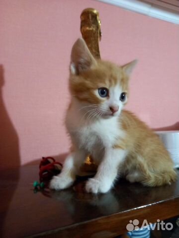 Очень красивые котята