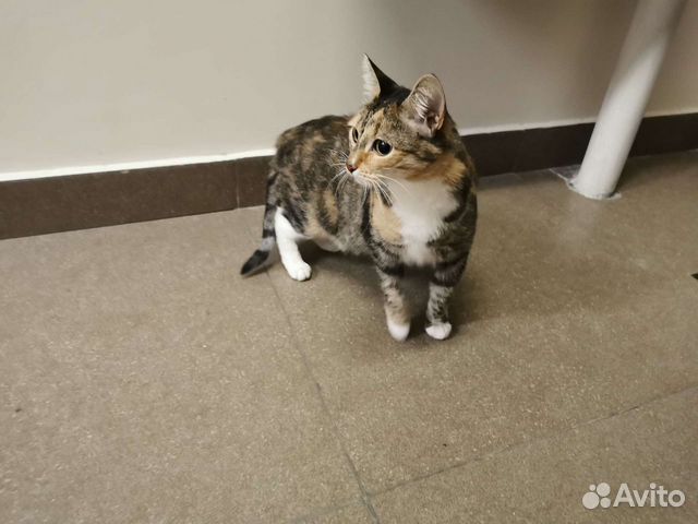 Кошка стала не нужна