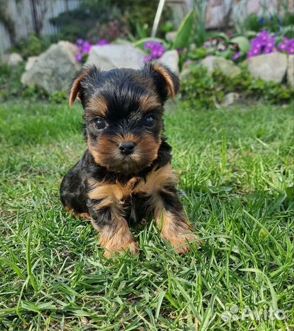 Мальчик мелкий стандарт Лакки