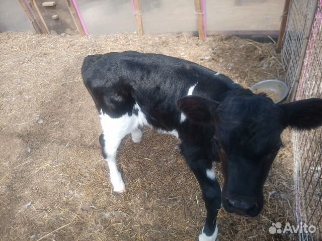 Телка телочка