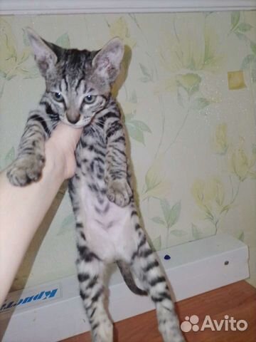 Котенок корниш - рекс котик. Привит