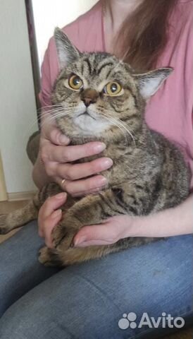 Кот бесплатно