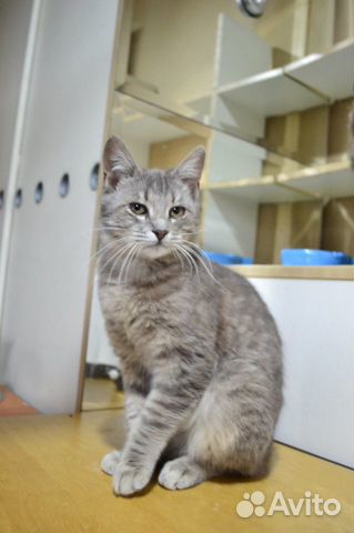 Котенок Вася ищет семью