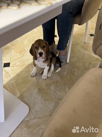 Щенок бигль мальчик