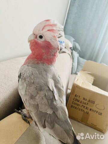 Розовый какаду