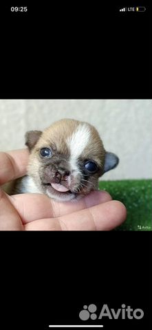 Щенки чихуахуа