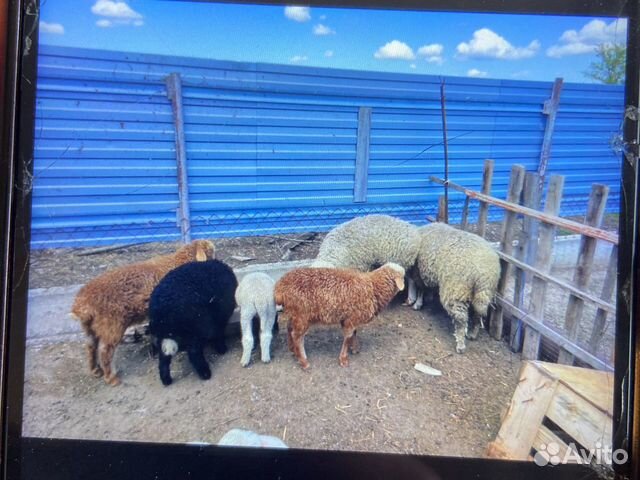 Овцы, ягнята