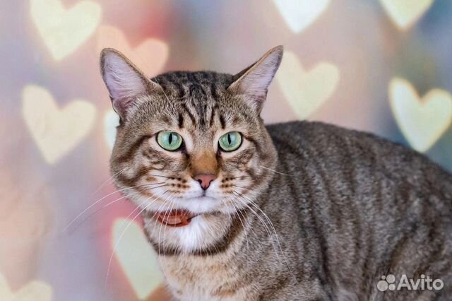 Атос-шикарный котик ищет свой дом