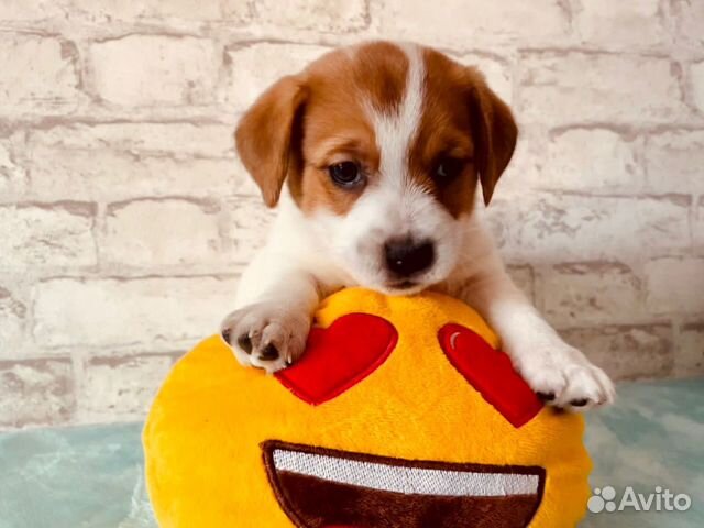 Щенки Джек рассел терьер