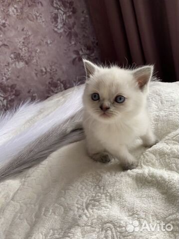 Шотландские котята