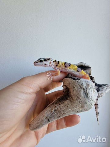 Эублефар геккон малыши