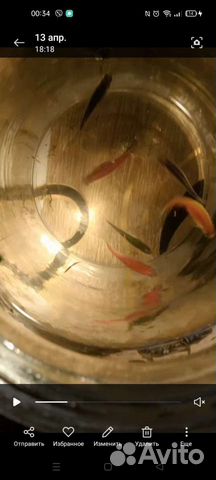 Продам рыбок Данио