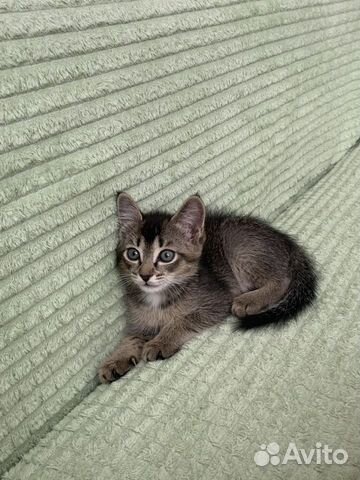 Котенок девочка в добрые руки