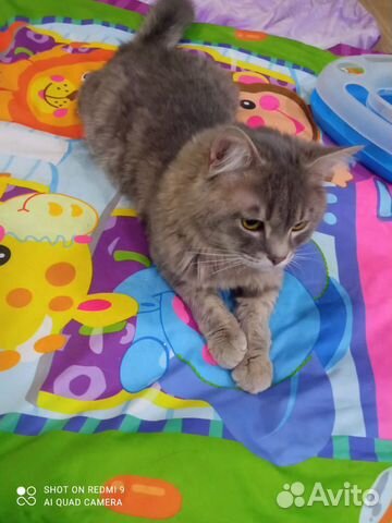 Котик в добрые руки