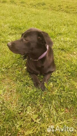 Метис Лабрадора