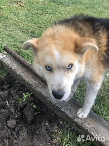 Отдам в добрые руки помесь хаски и акиты ину)