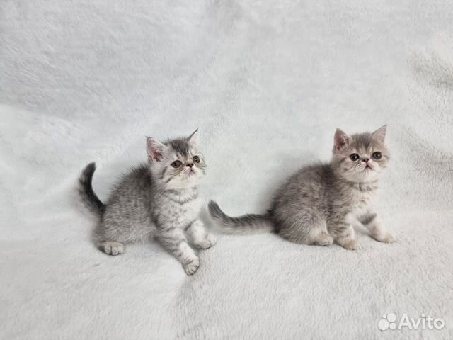 Экзотические мальчики Атос и Абрикос