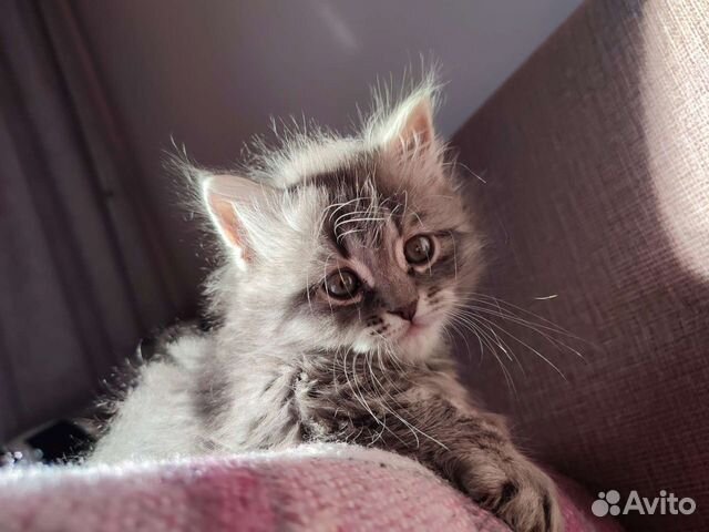 Британские котята