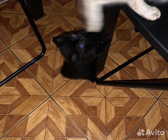 Шатланские котята в добрые руки
