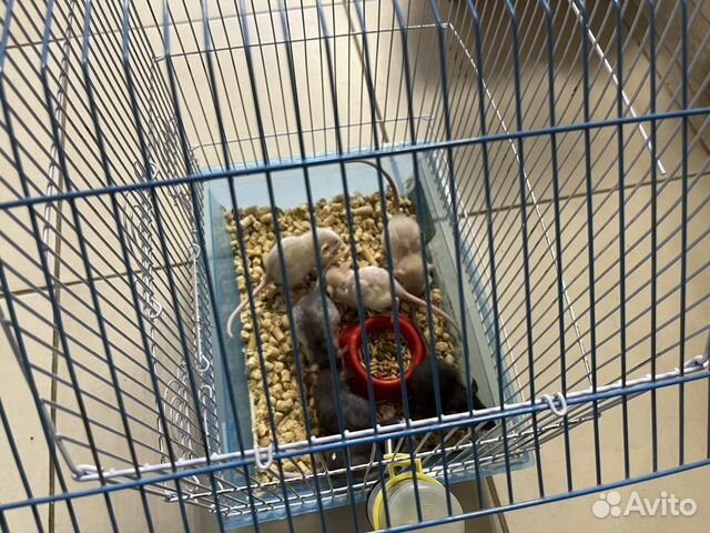 Крыса дамбо