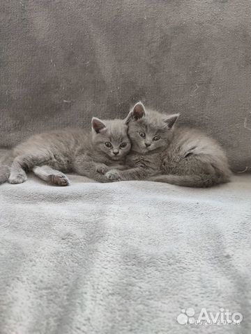 Красивые котята от мамы британки