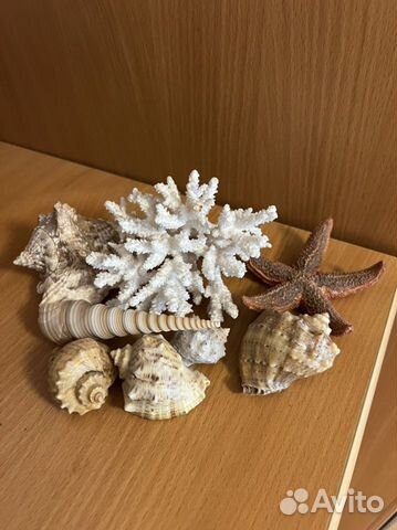 Ракушки, морская звезда, коралл