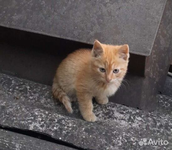 Пристраиваем в добрые руки бездомного котенка