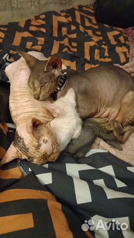 Донской сфинкс браш котята