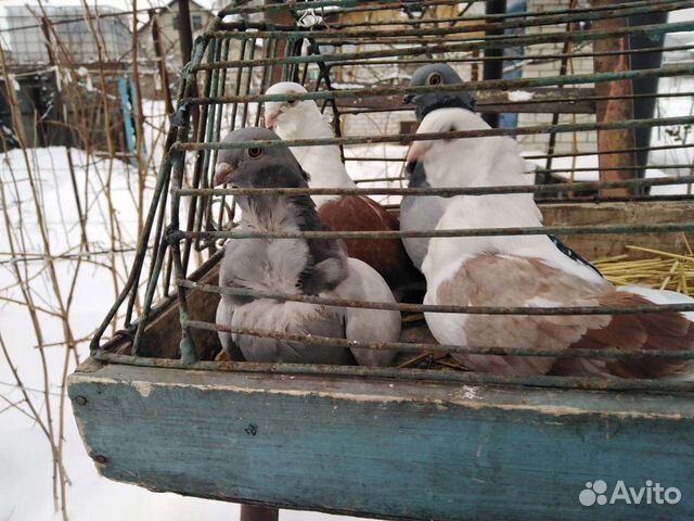 Голуби чайки