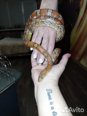 Змея маисовый полоз