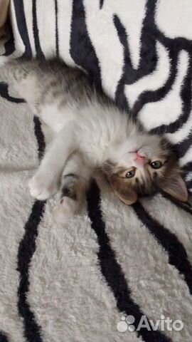 Спасенный Фунтик в добрые руки