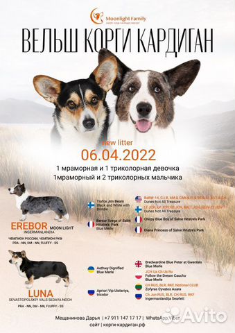 Щенки корги кардиган