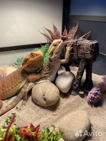 Бородатые агамы с террариумом 120см